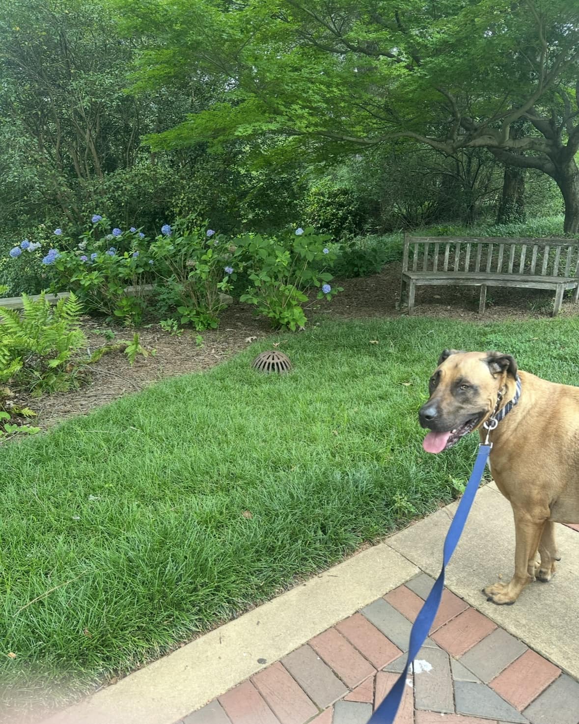 The Benefits of Owning a Pet as a Homeowner | REALTOR® Laura Sellers ...