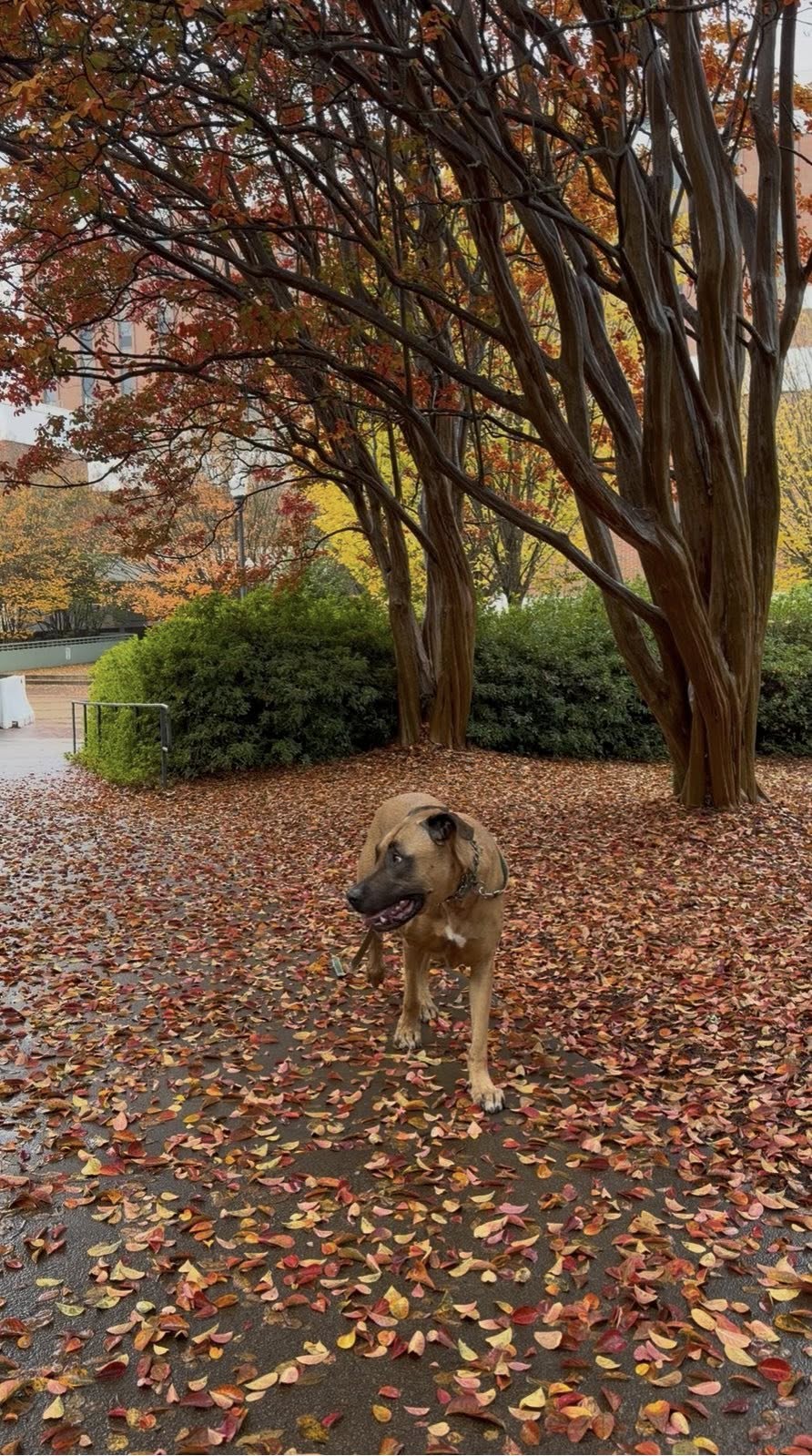 Auburn Relocation: Quick Guide for First-Time Buyers | REALTOR® Laura ...