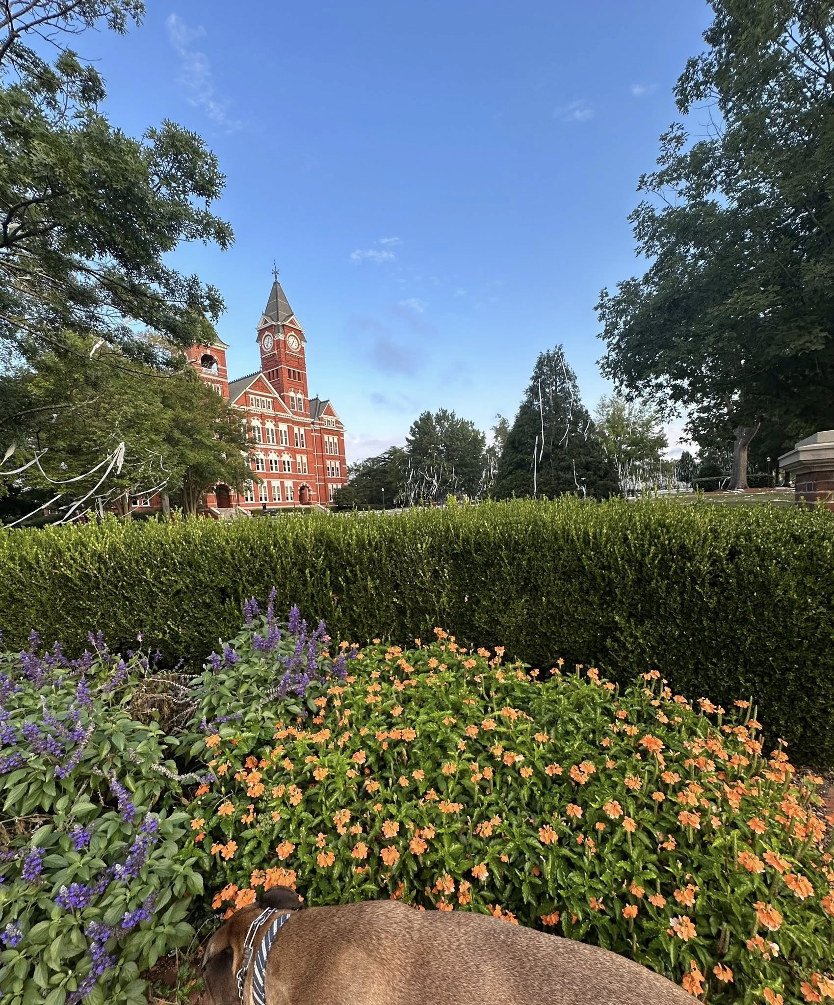 Families Moving to Auburn: What You Need to Know | REALTOR® Laura ...